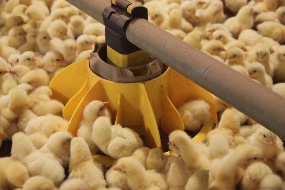 Customization | Broiler signals